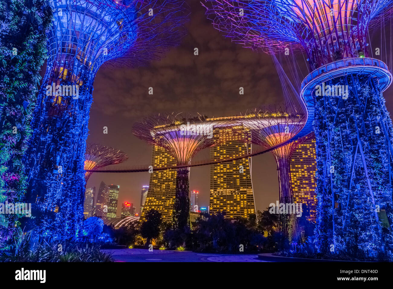 Night View of Supertree Grove Stock Photo - Alamy