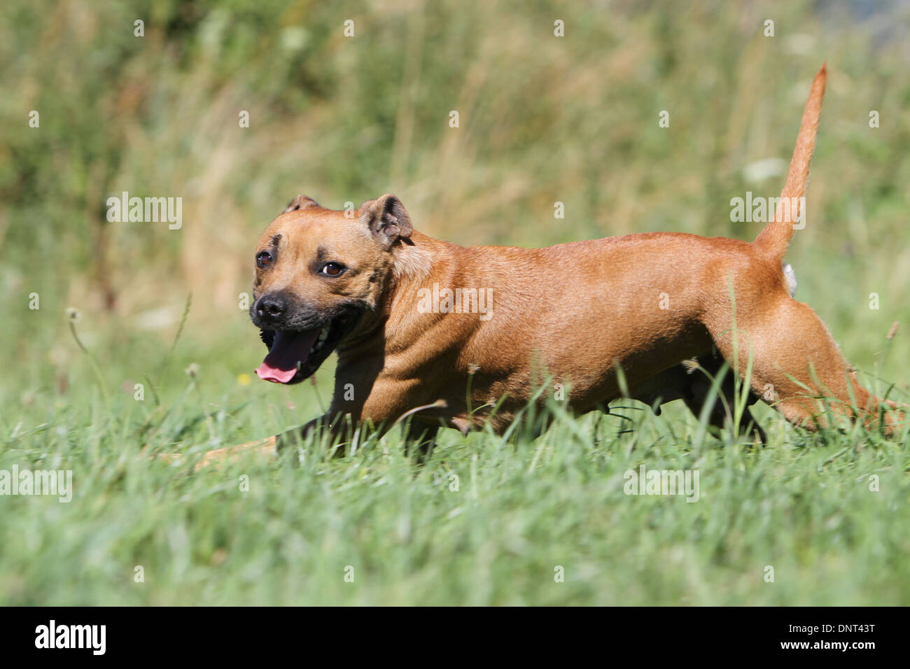 English staffordshire bull terrier running hi-res stock photography and ...