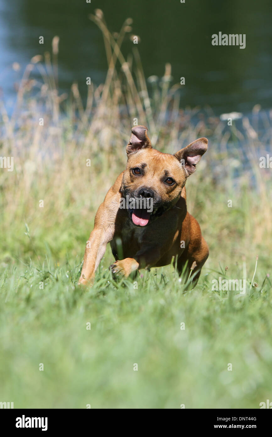 dog Staffordshire Bull Terrier / Staffie / adult (red) running in a ...