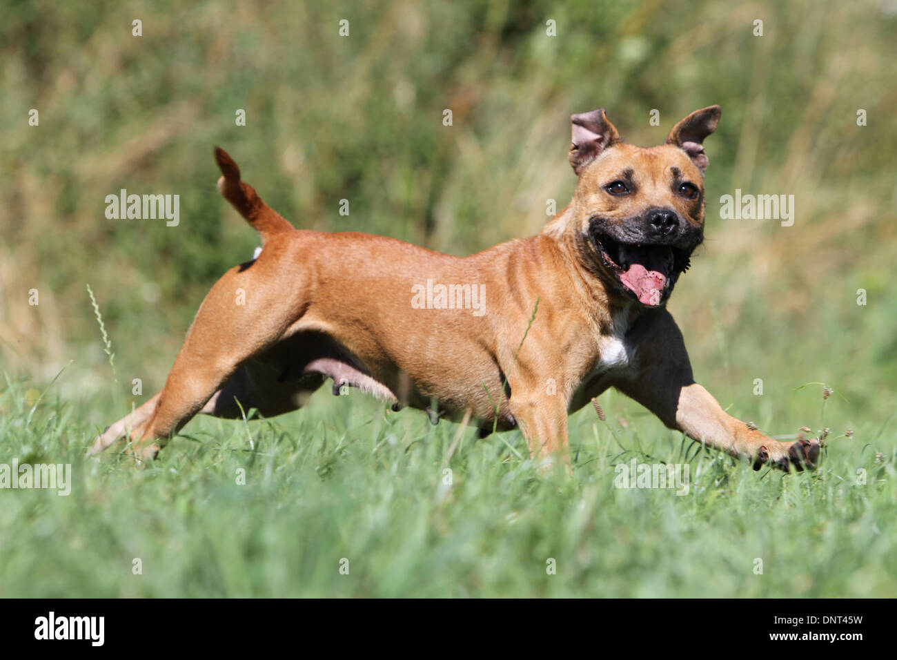 dog Staffordshire Bull Terrier / Staffie / adult (red) running in a ...