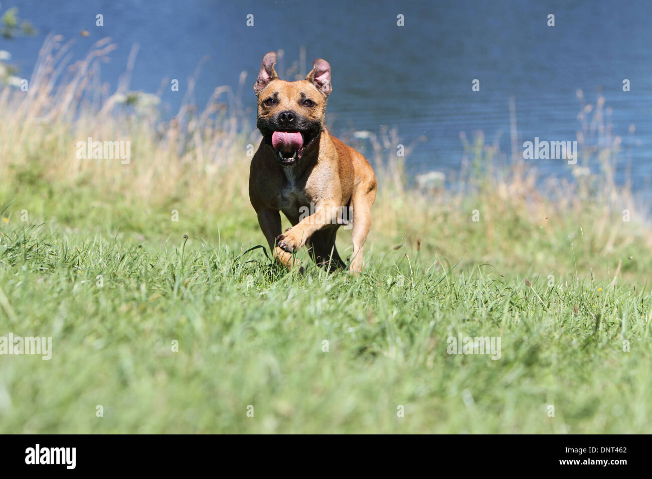 dog Staffordshire Bull Terrier / Staffie / adult (red) running in a ...