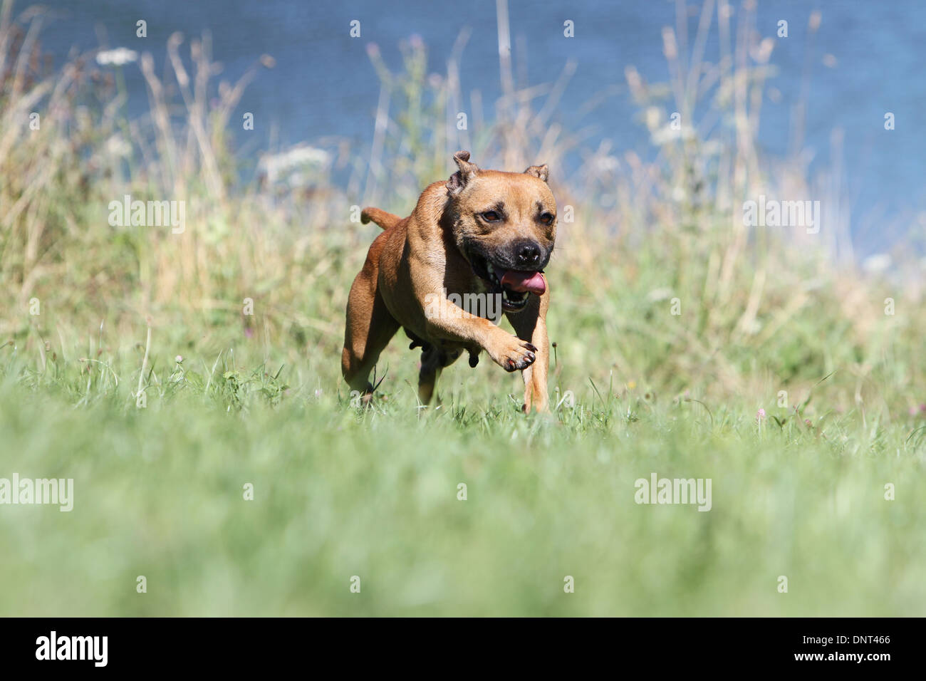 dog Staffordshire Bull Terrier / Staffie / adult (red) running in a ...