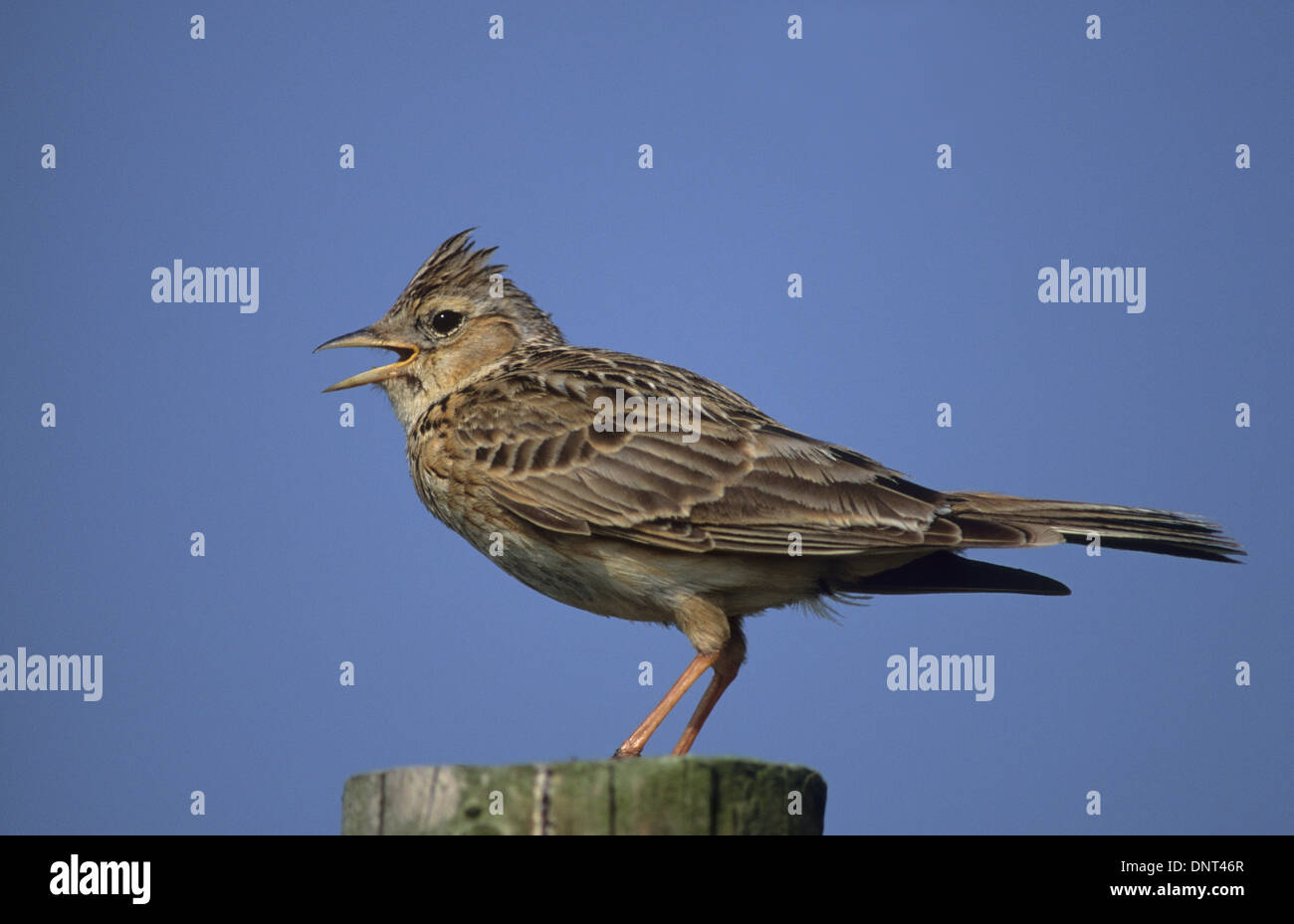 Skylark on fence hi-res stock photography and images - Alamy