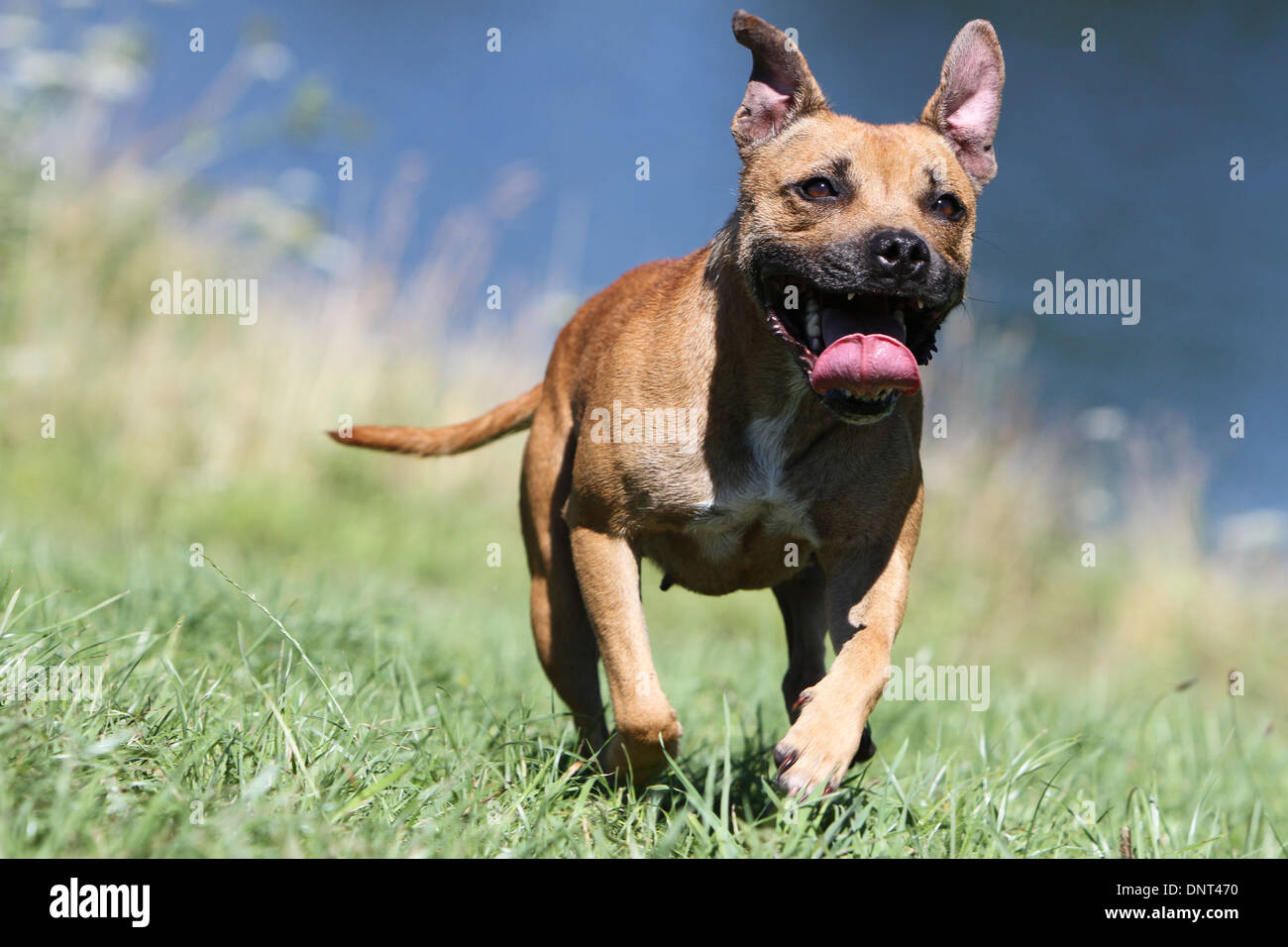 dog Staffordshire Bull Terrier / Staffie / adult (red) running in a ...