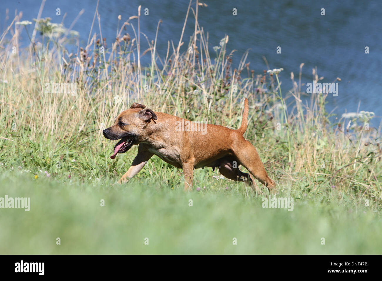 dog Staffordshire Bull Terrier / Staffie / adult (red) running in a ...