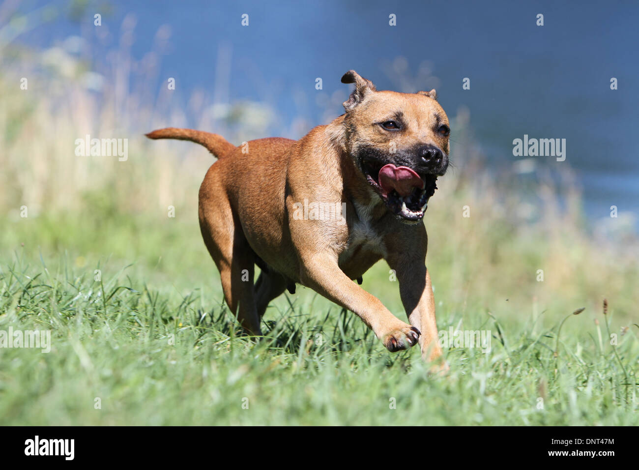 dog Staffordshire Bull Terrier / Staffie / adult (red) running in a ...