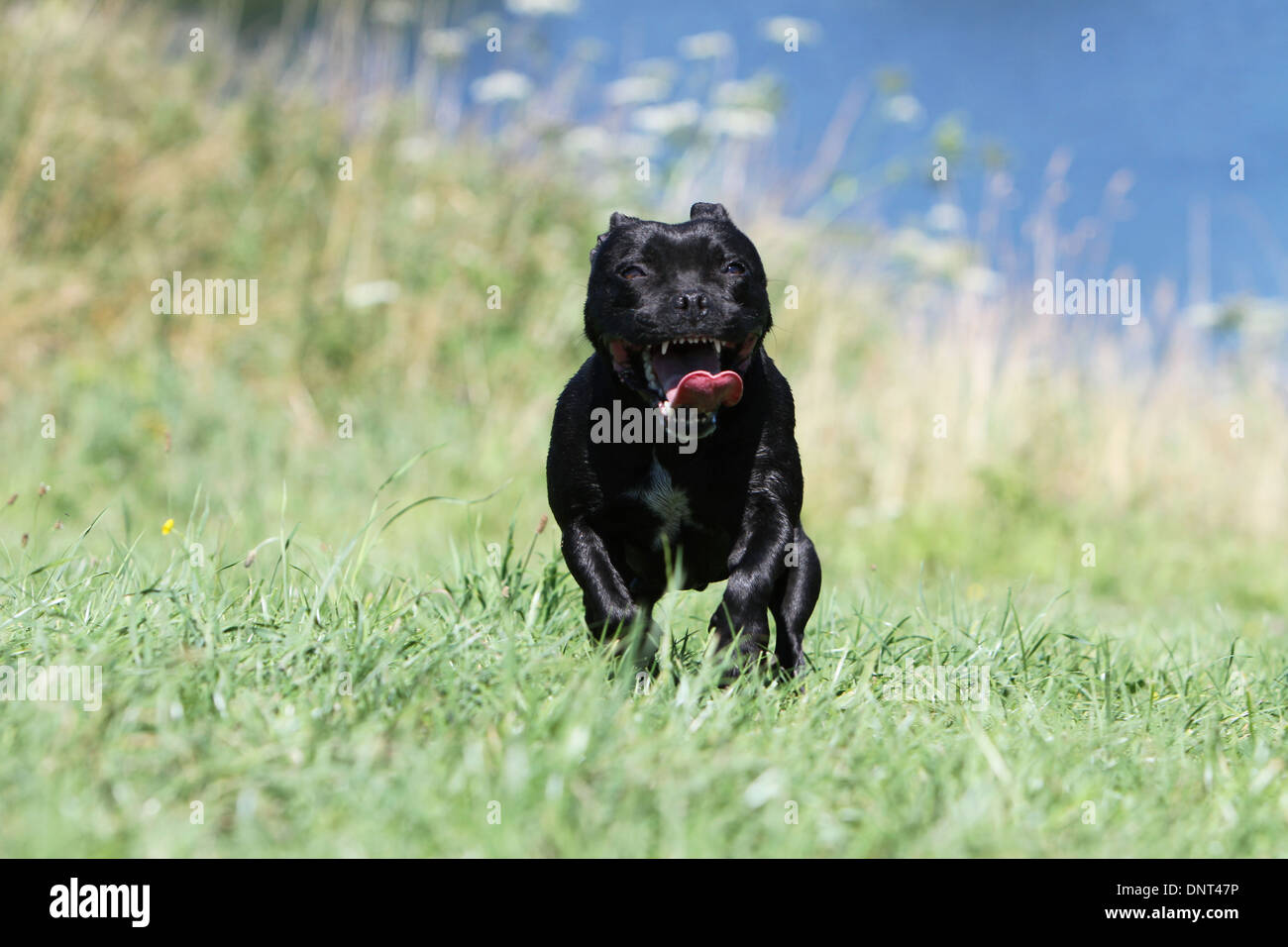 Black staffordshire bull terrier running hi-res stock photography and ...