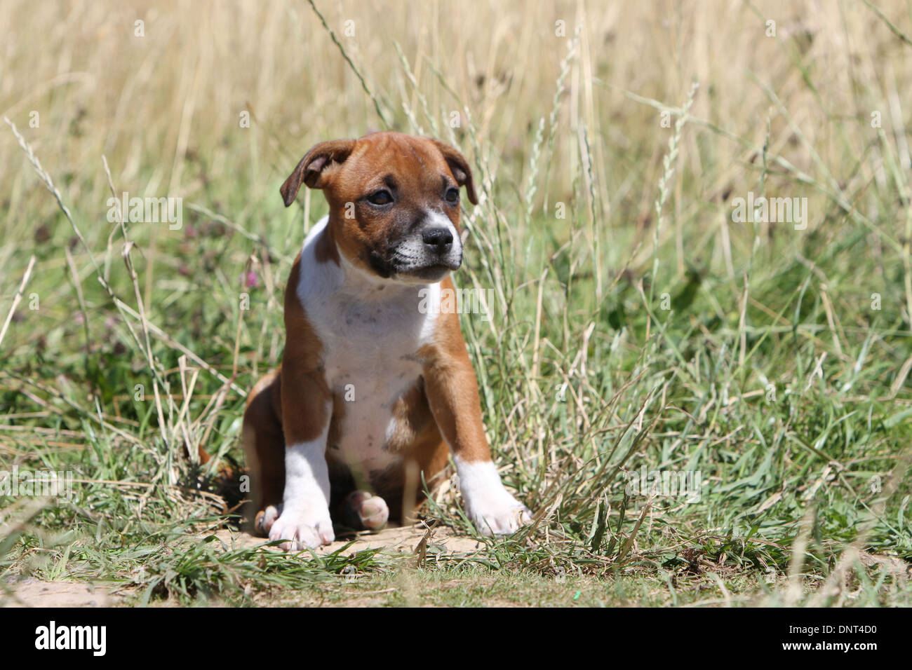 dog Staffordshire Bull Terrier / Staffie puppy sitting in a meadow ...
