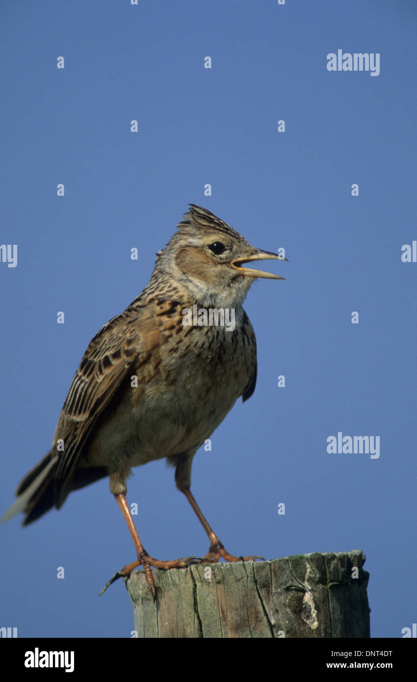 SKYLARK (Alauda arvensis) adult male singing perched on fence post ...