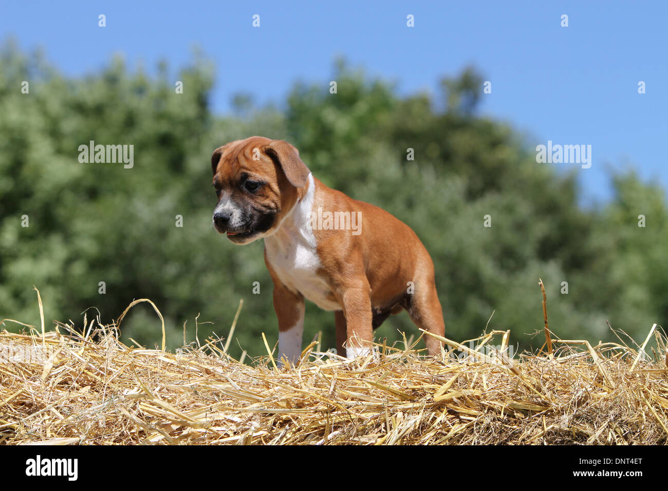 dog Staffordshire Bull Terrier / Staffie puppy standing on a bale of ...
