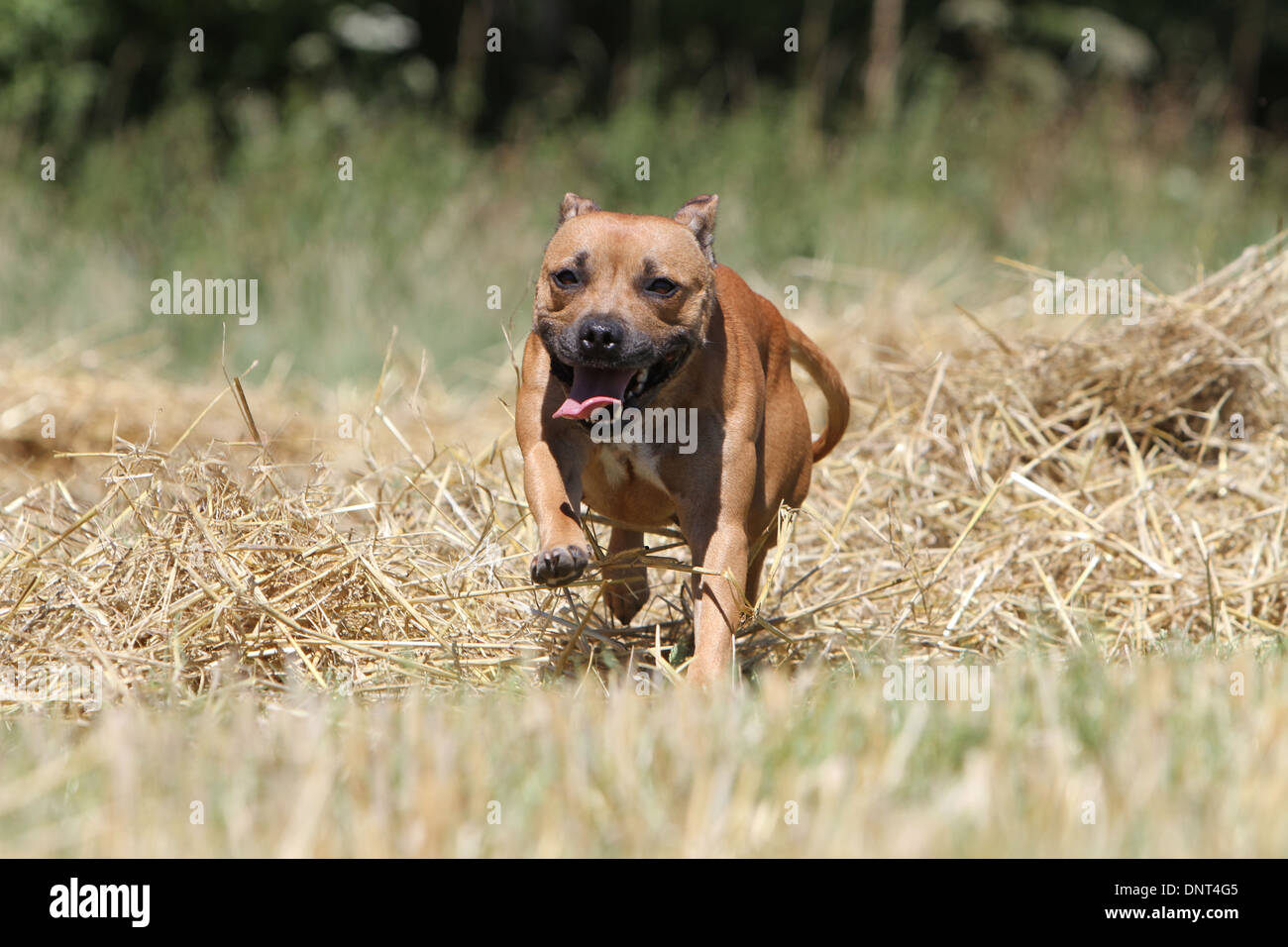 dog Staffordshire Bull Terrier / Staffie adult running in a field Stock ...