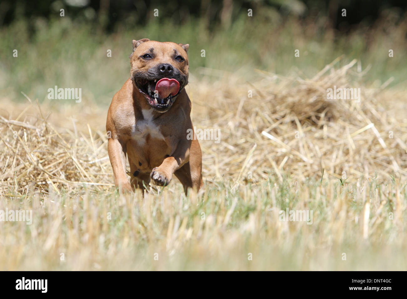 dog Staffordshire Bull Terrier / Staffie adult running in a field Stock ...