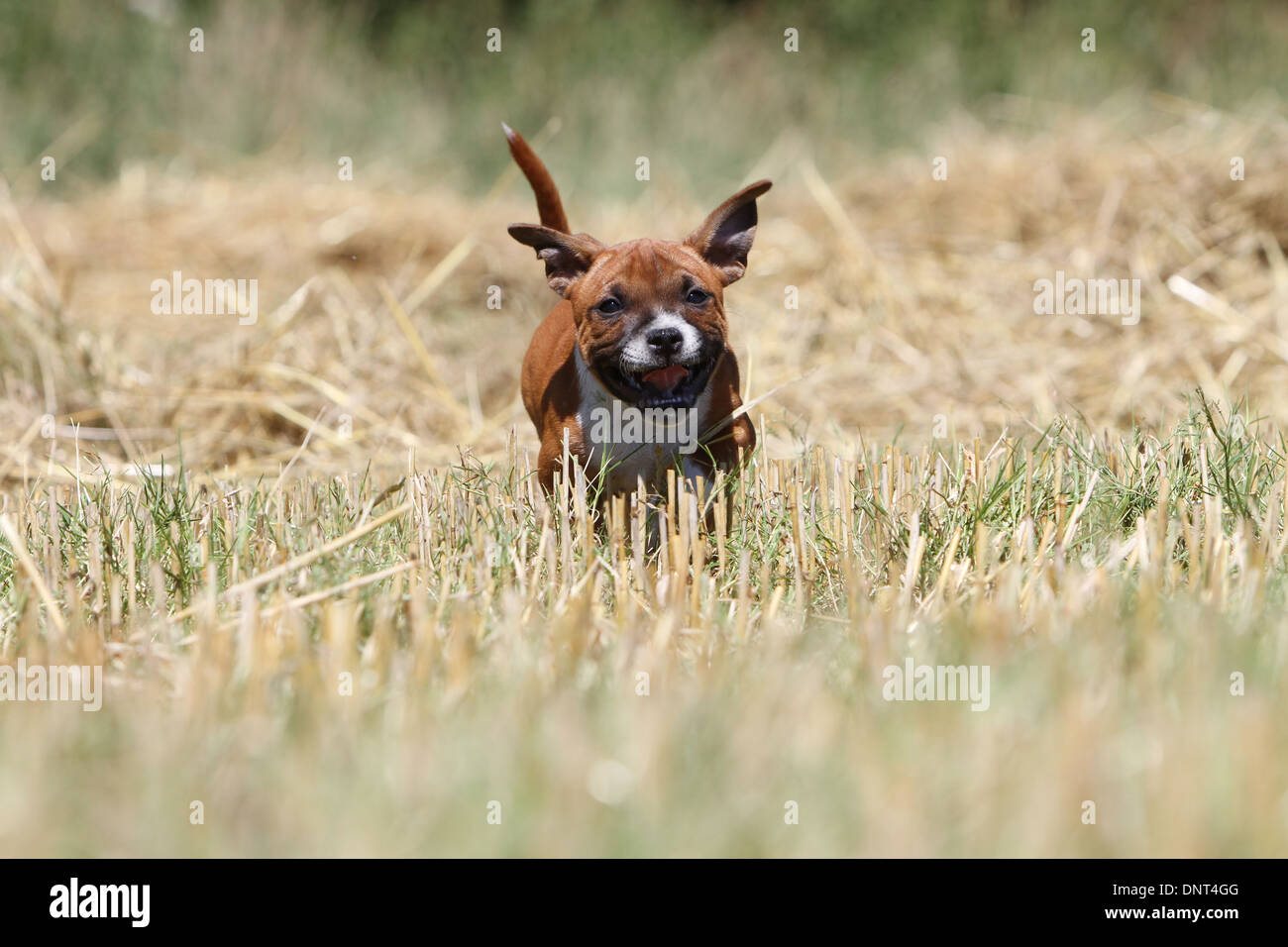 dog Staffordshire Bull Terrier / Staffie puppy running in a field Stock ...
