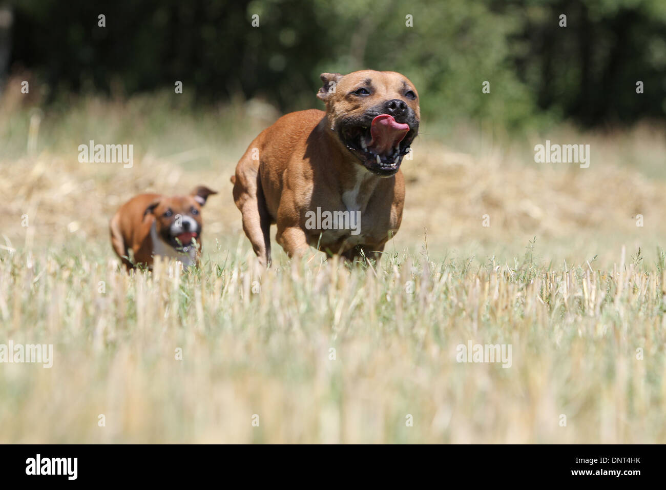 dog Staffordshire Bull Terrier / Staffie adult and puppy running in a ...