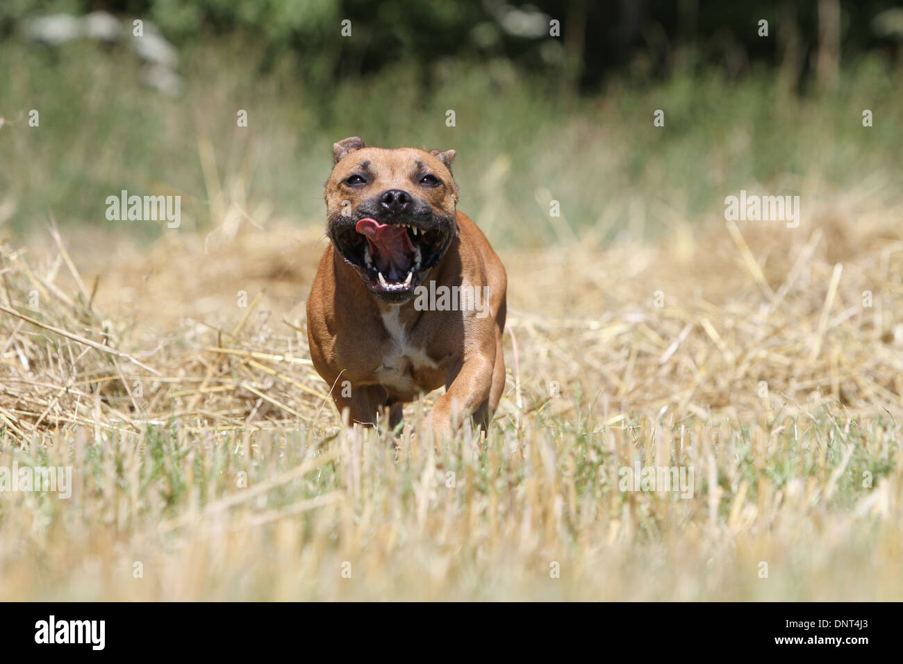 Staffordshire bull terrier hi-res stock photography and images - Alamy
