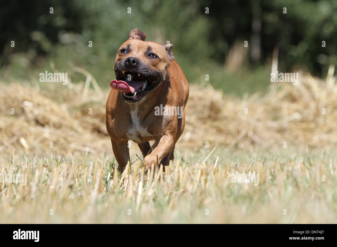 dog Staffordshire Bull Terrier / Staffie adult running in a field Stock ...