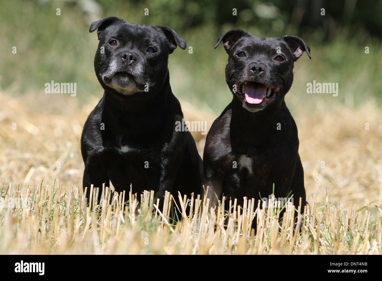 Old english staffordshire bull terrier hi-res stock photography and ...