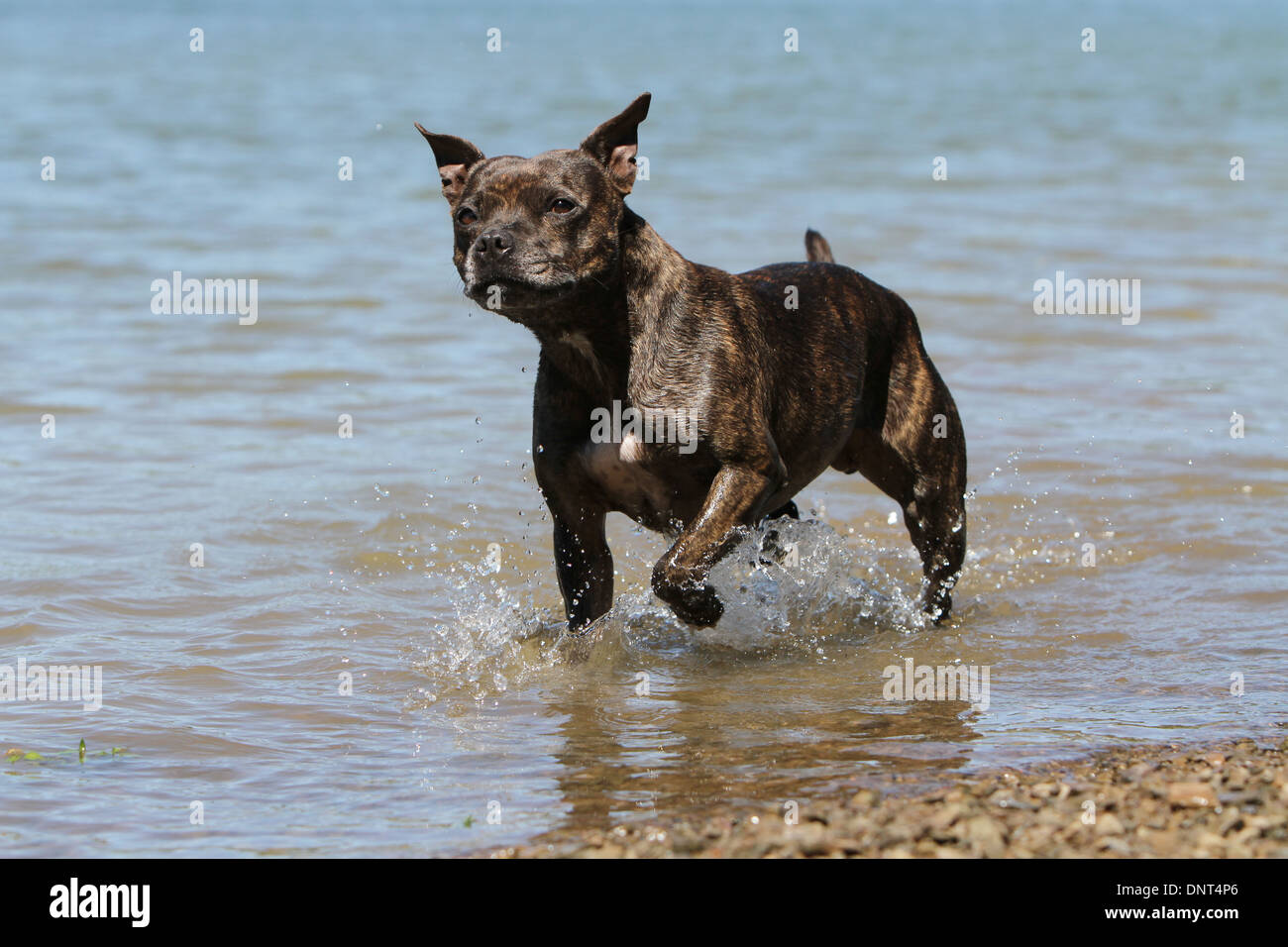 dog Staffordshire Bull Terrier / Staffie adult running in a lake Stock ...