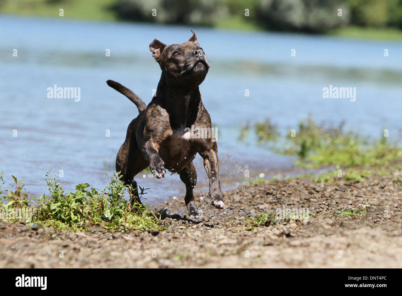 dog Staffordshire Bull Terrier / Staffie / adult running at the edge of ...