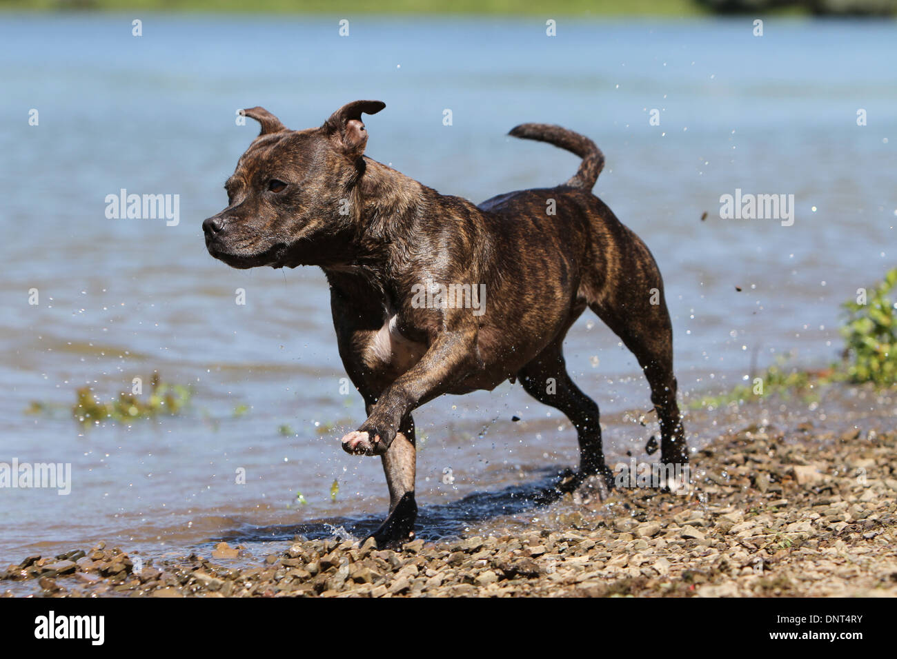 dog Staffordshire Bull Terrier / Staffie / adult running at the edge of ...