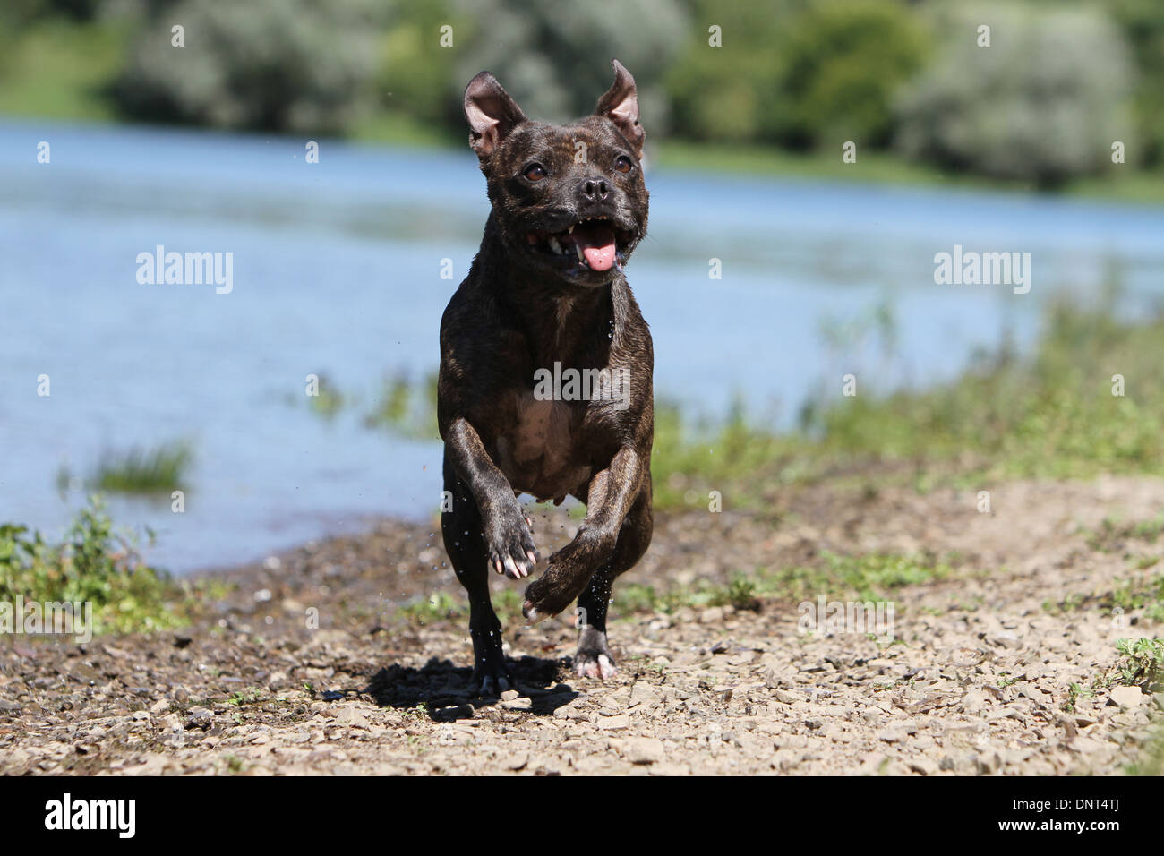 dog Staffordshire Bull Terrier / Staffie / adult running at the edge of ...