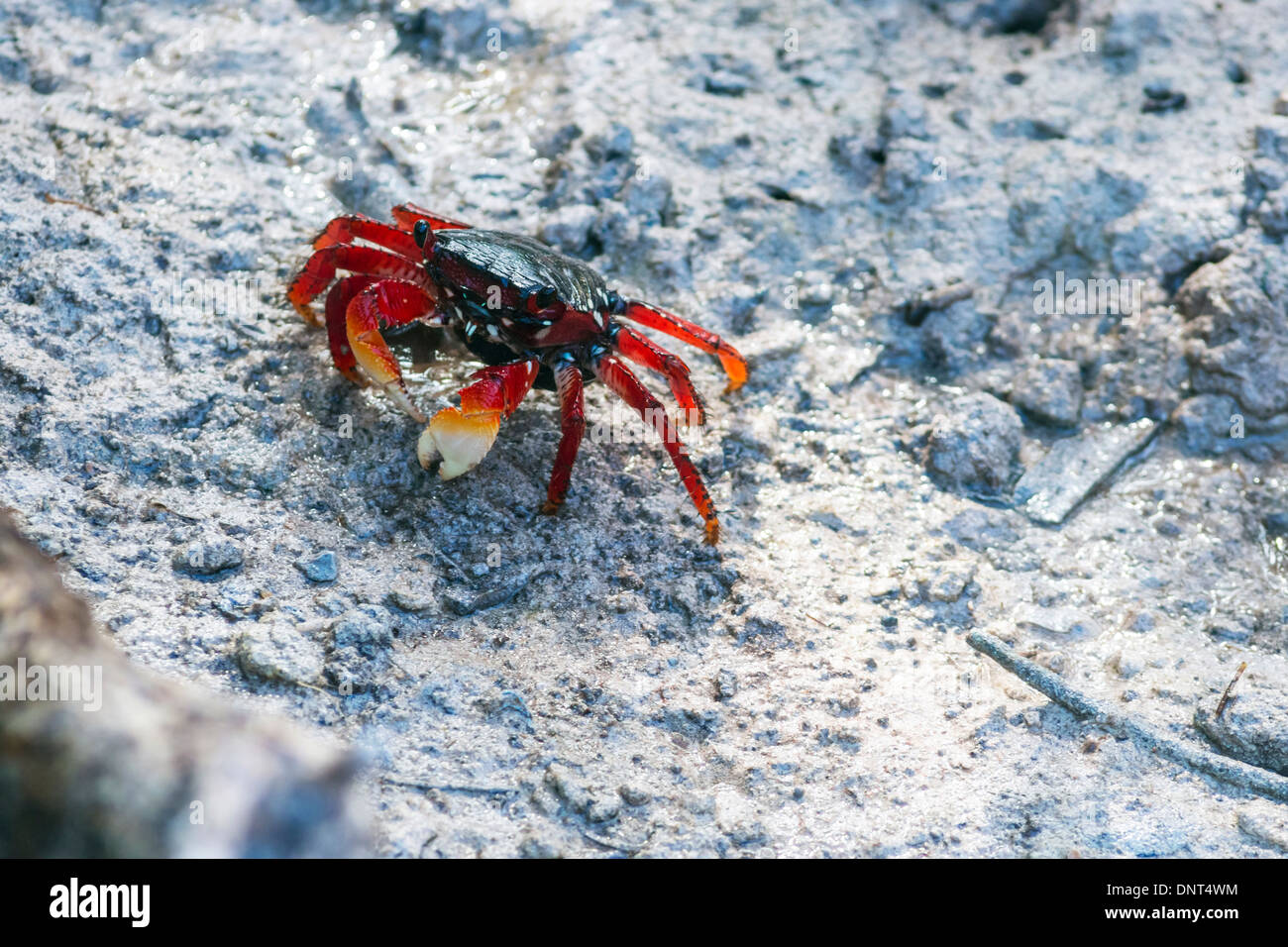 Mangrove Crab