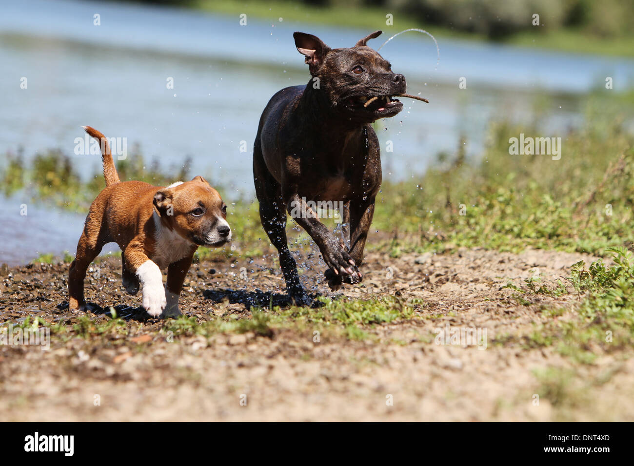 dog Staffordshire Bull Terrier / Staffie adult and puppy running at the ...