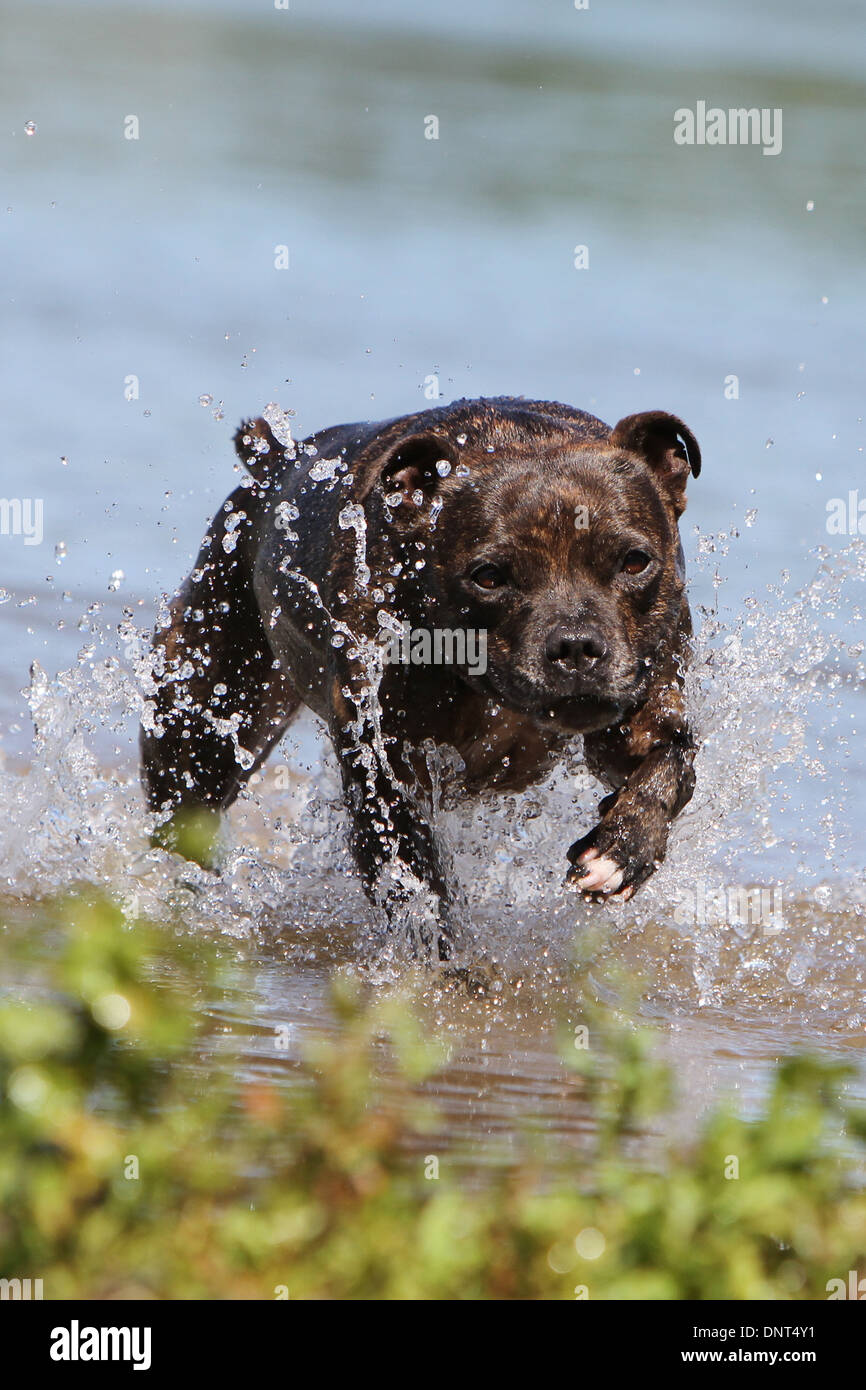 dog Staffordshire Bull Terrier / Staffie adult running in a lake Stock ...