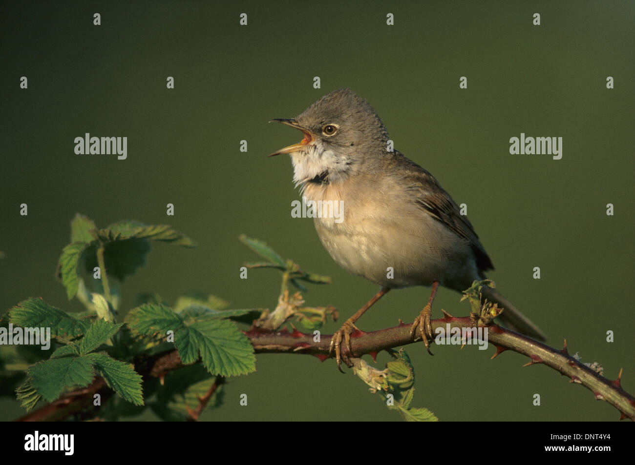 WHITETHROAT (Sylvia communis) male singing Marshside RSPB Reserve ...