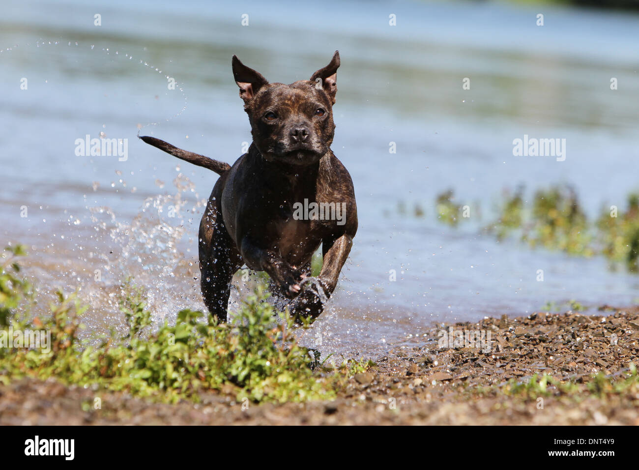 dog Staffordshire Bull Terrier / Staffie / adult running at the edge of ...