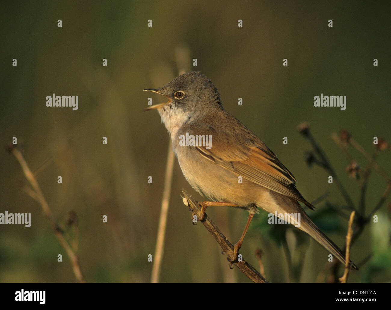 WHITETHROAT (Sylvia communis) male singing Marshside RSPB Reserve ...