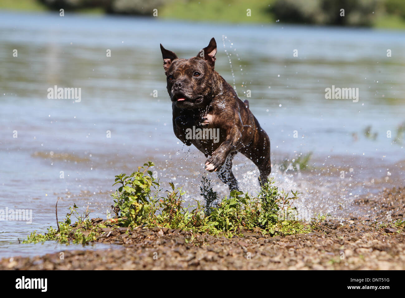 dog Staffordshire Bull Terrier / Staffie adult running in a lake Stock ...