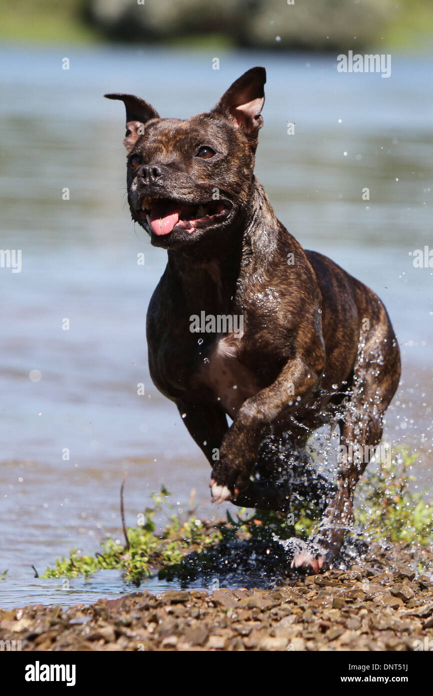 dog Staffordshire Bull Terrier / Staffie adult running in a lake Stock ...