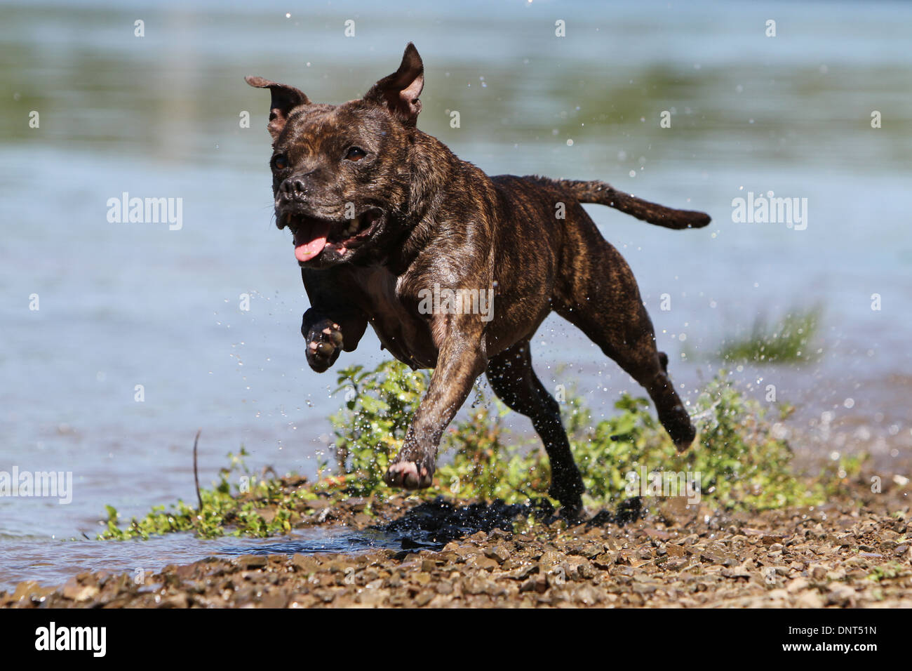 dog Staffordshire Bull Terrier / Staffie / adult running at the edge of ...
