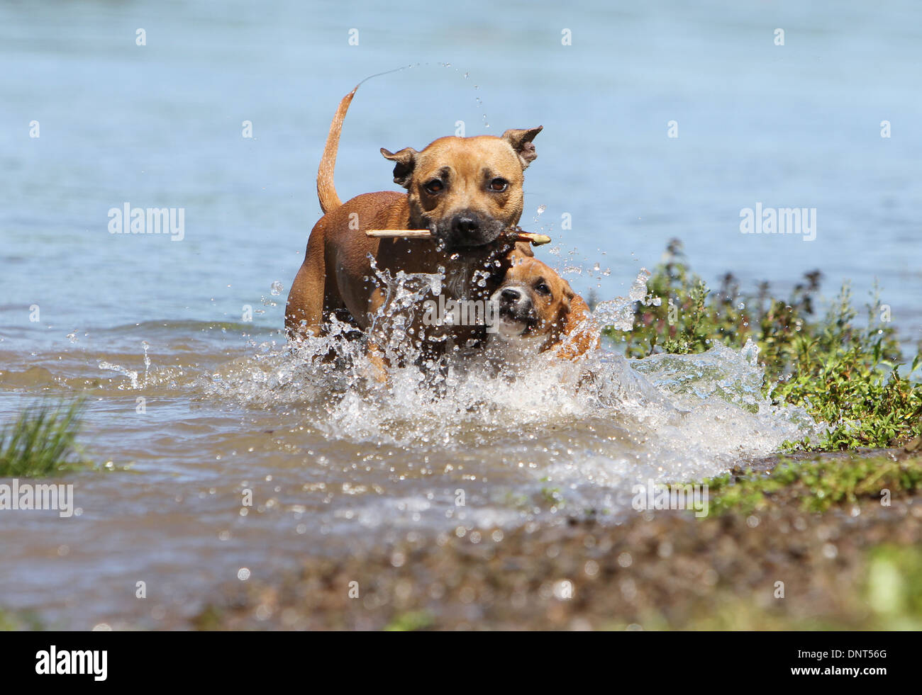 dog Staffordshire Bull Terrier / Staffie adult running with a stick in ...