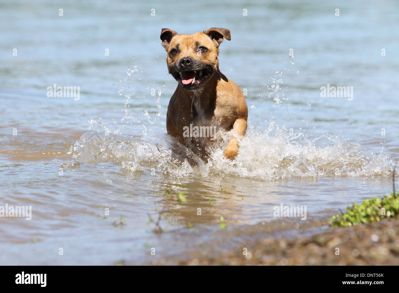 dog Staffordshire Bull Terrier / Staffie adult running in a lake Stock ...