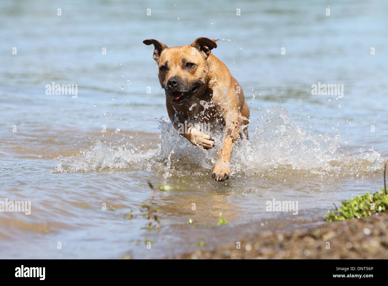 dog Staffordshire Bull Terrier / Staffie adult running in a lake Stock ...