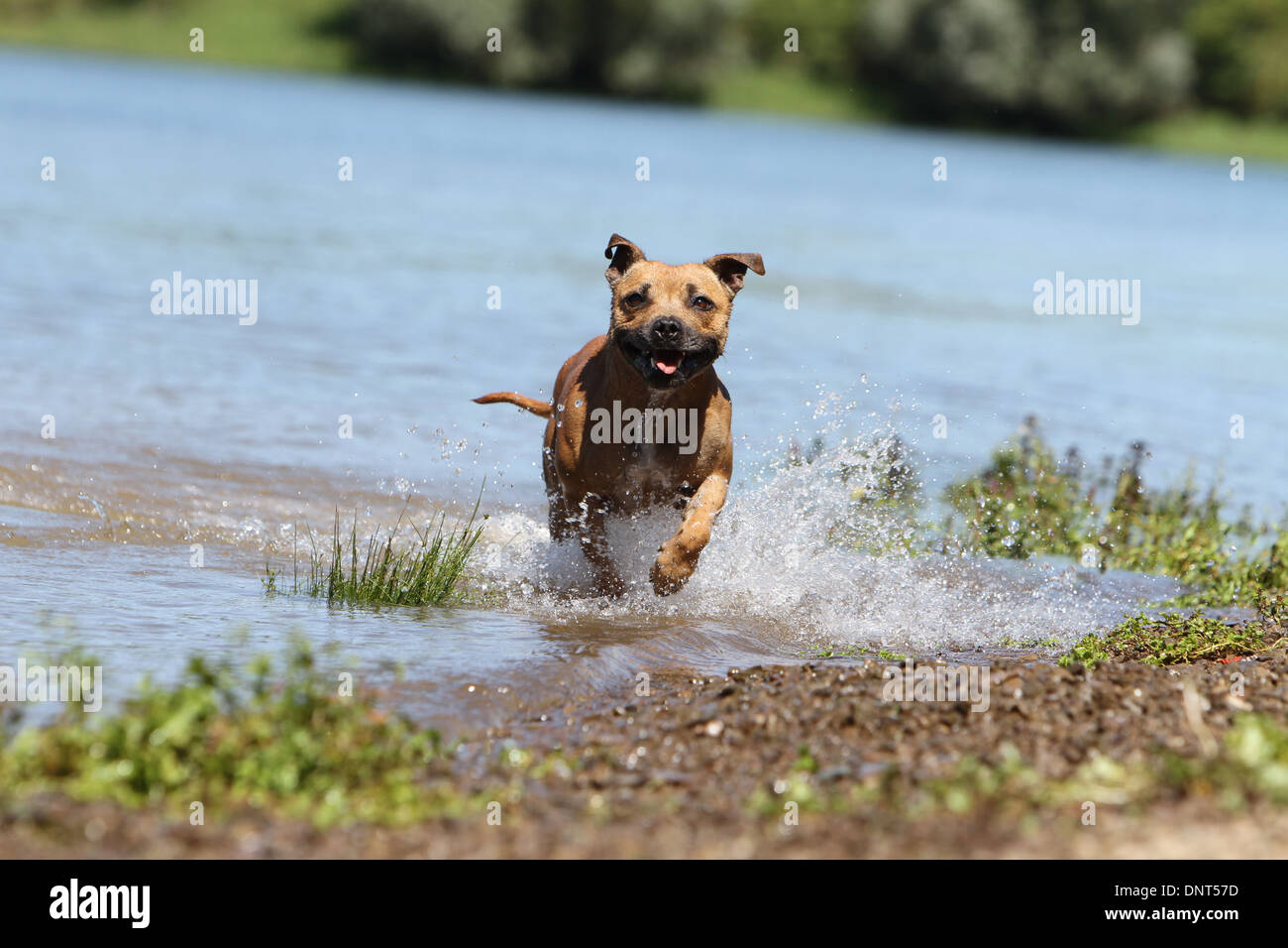 dog Staffordshire Bull Terrier / Staffie adult running in a lake Stock ...