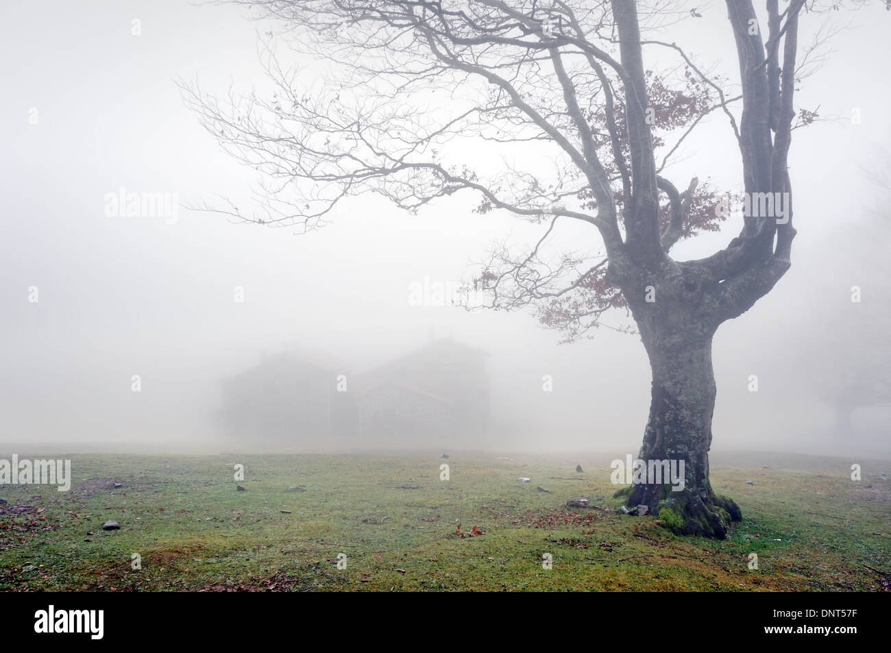 mysterious house in the forest with fog and a tree Stock Photo - Alamy
