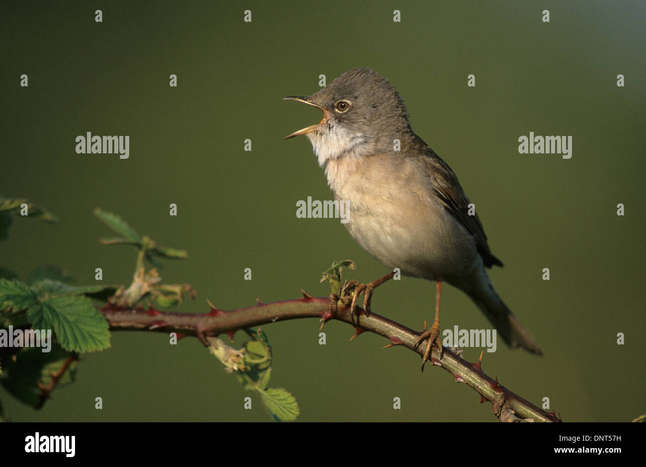 WHITETHROAT (Sylvia communis) male singing Marshside RSPB Reserve ...