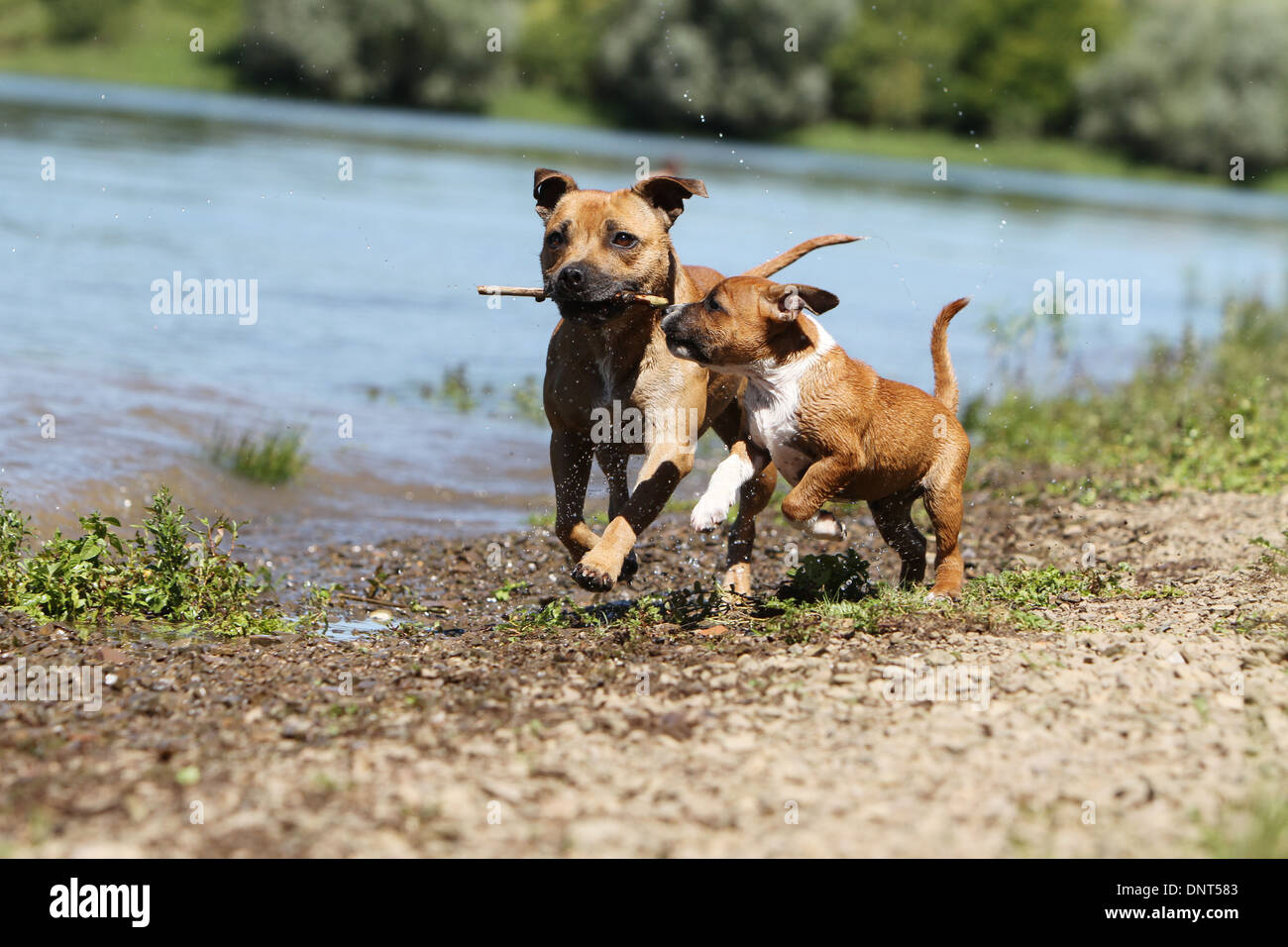dog Staffordshire Bull Terrier / Staffie adult and puppy running at the ...