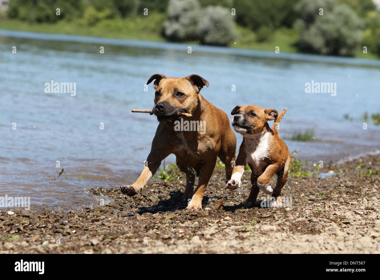 dog Staffordshire Bull Terrier / Staffie adult and puppy running at the ...