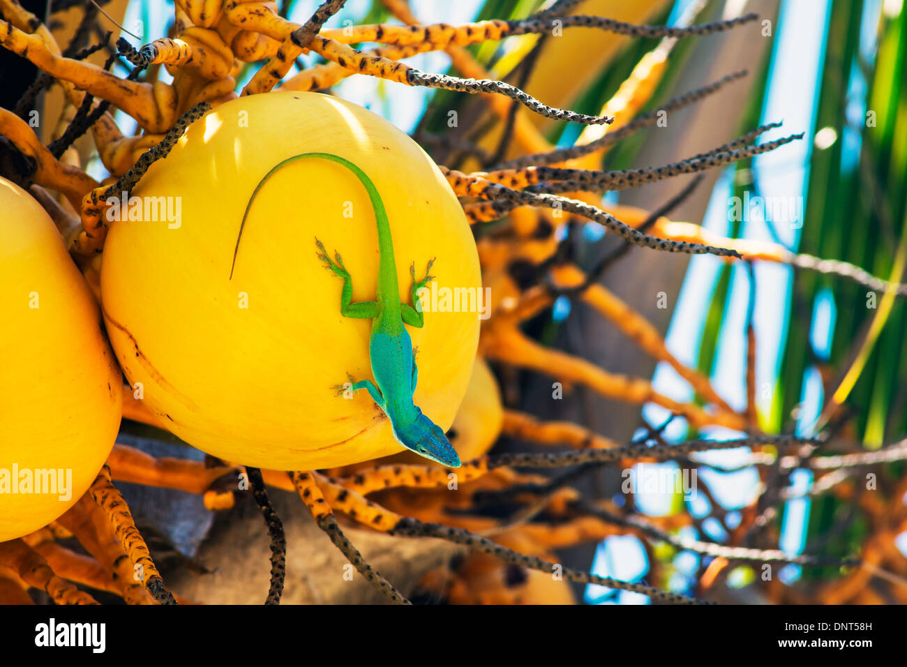 Lizard on Coconut Stock Photo - Alamy