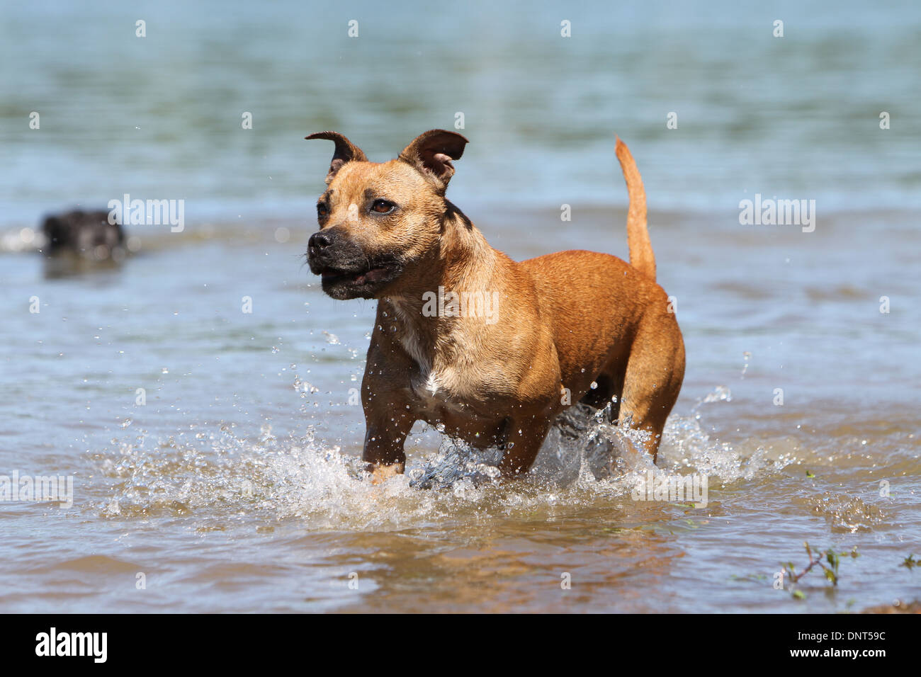 dog Staffordshire Bull Terrier / Staffie adult standing in a lake Stock ...