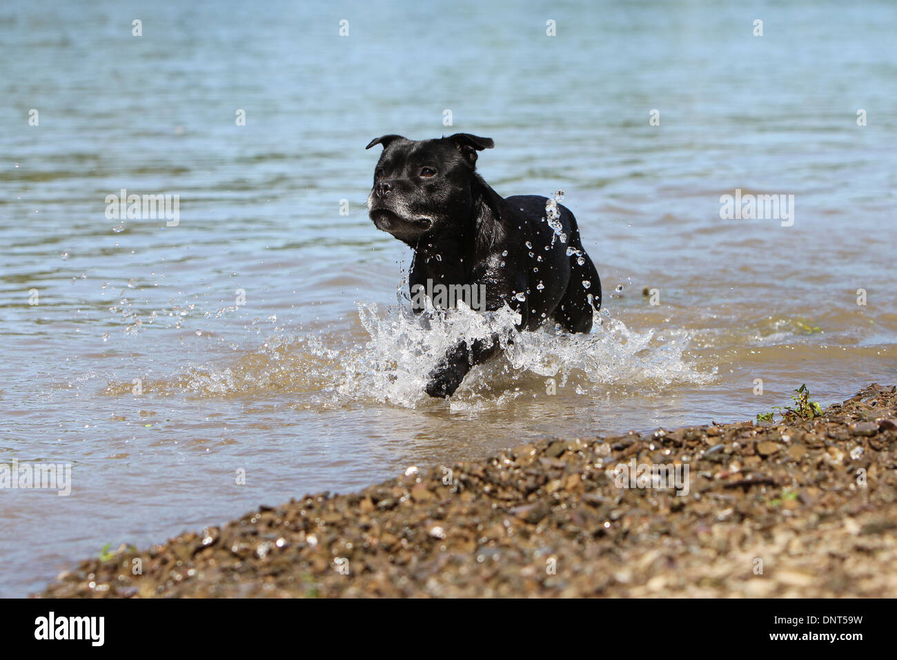 dog Staffordshire Bull Terrier / Staffie adult running in a lake Stock ...
