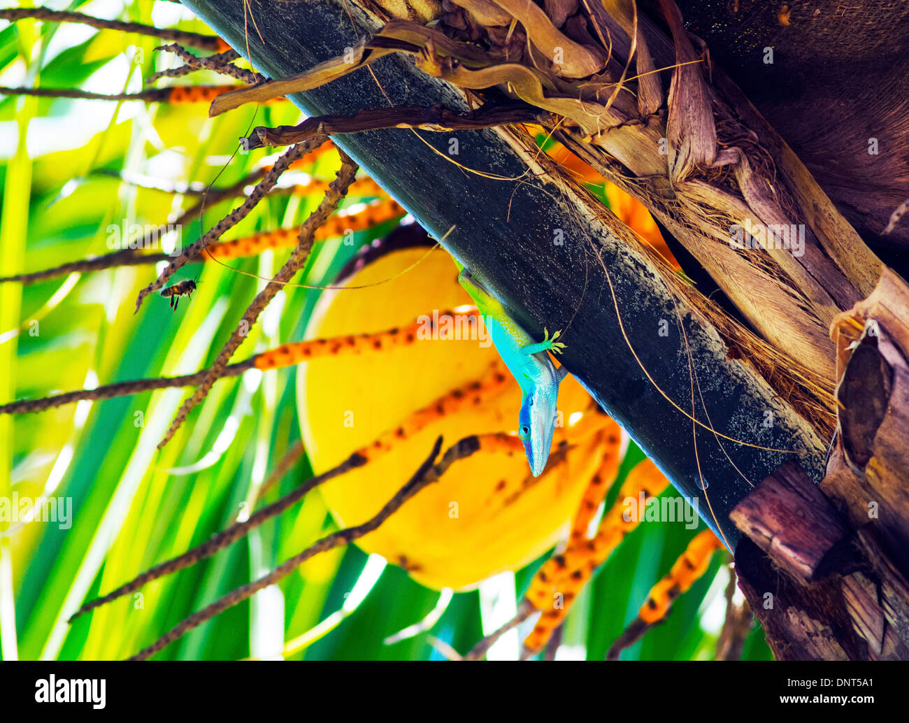 Lizard on Coconut Stock Photo - Alamy