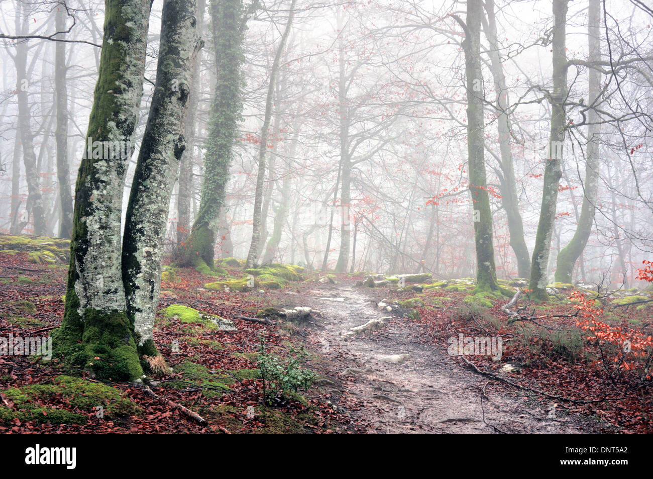 forest in the morning with fog and a trail Stock Photo - Alamy