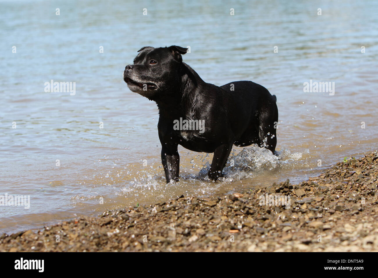 dog Staffordshire Bull Terrier / Staffie / adult standing at the edge ...