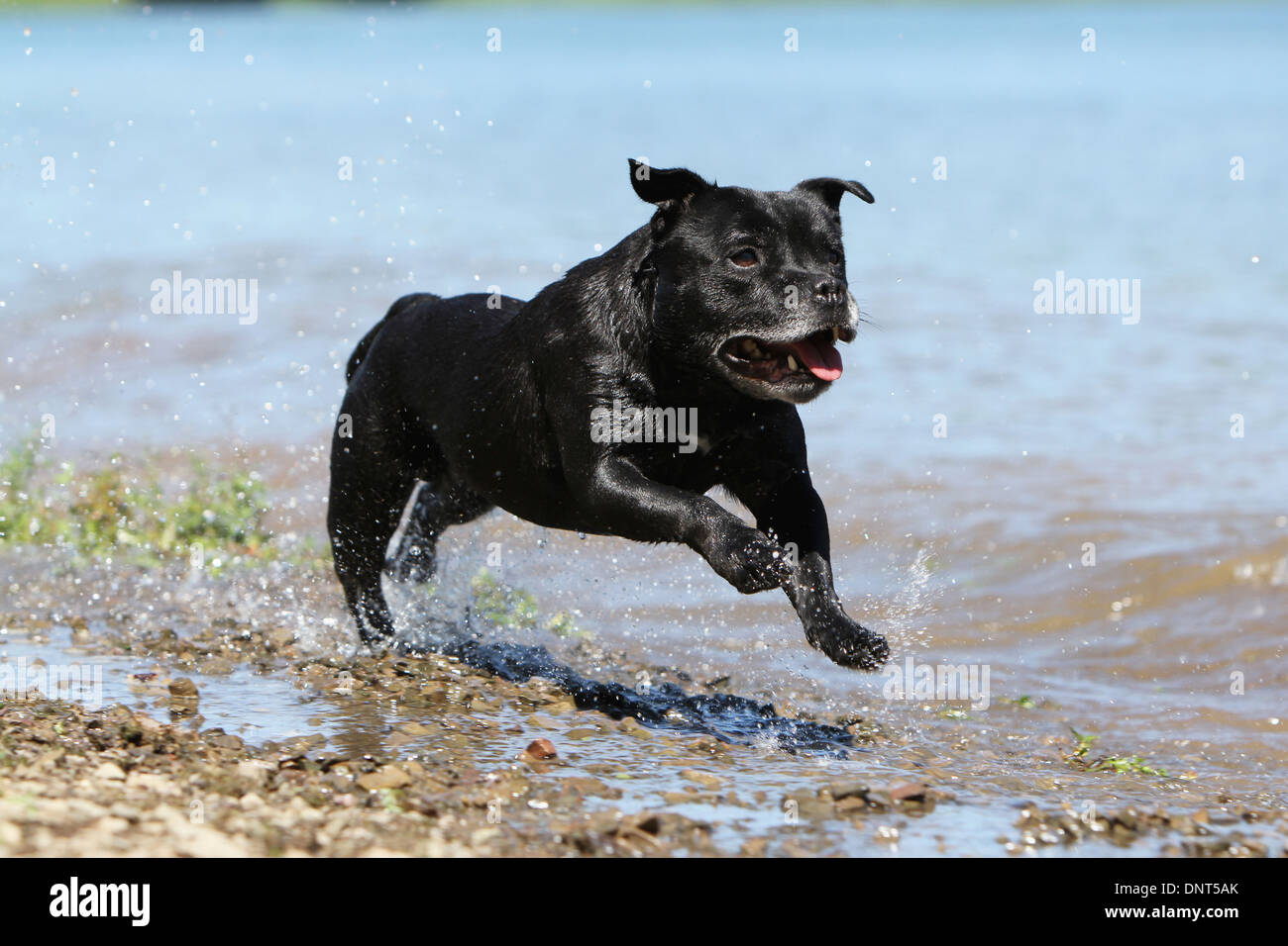 dog Staffordshire Bull Terrier / Staffie adult running in a lake Stock ...