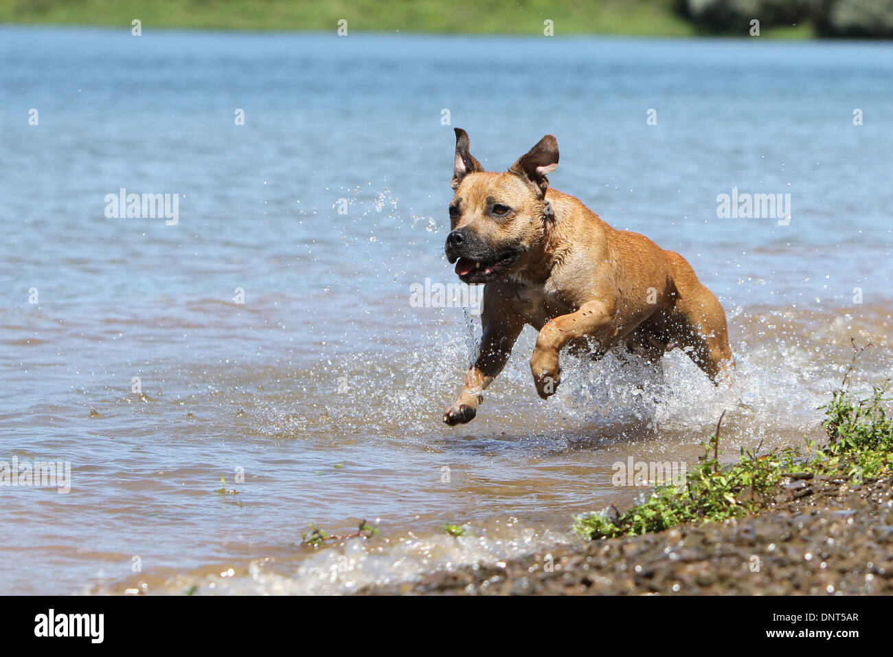 dog Staffordshire Bull Terrier / Staffie adult running in a lake Stock ...